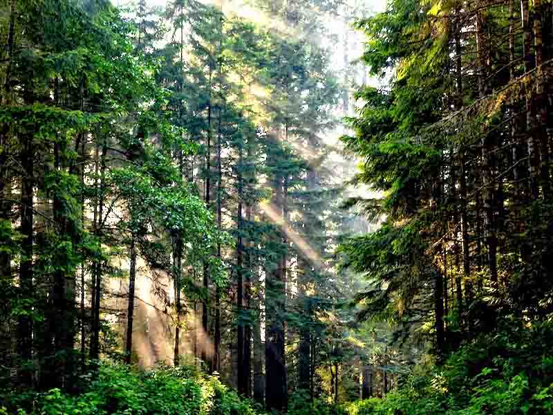 4 Tree Facts You Should Know - Elite Tree Service