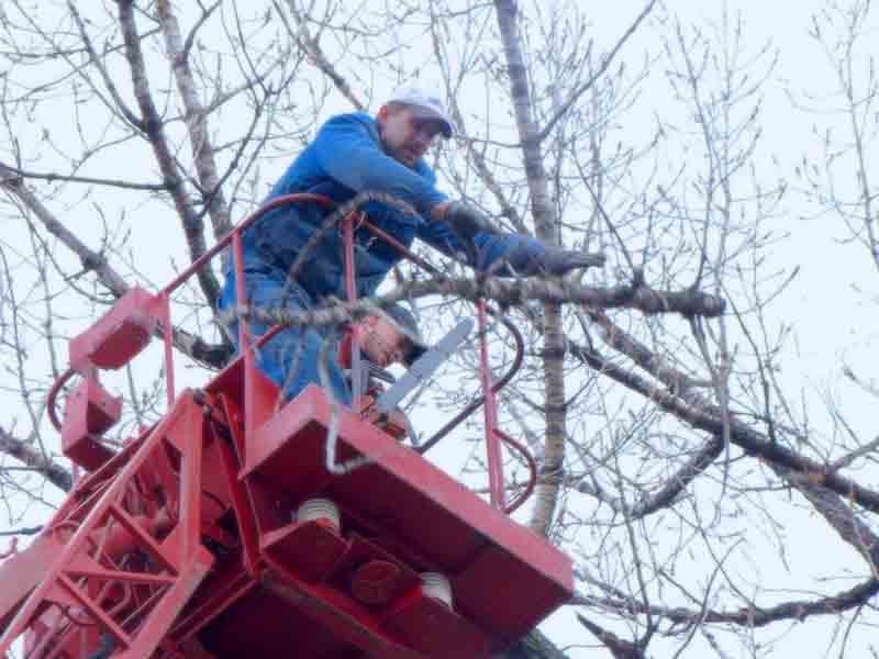 Ornamental Tree Pruning - Elite Tree Service