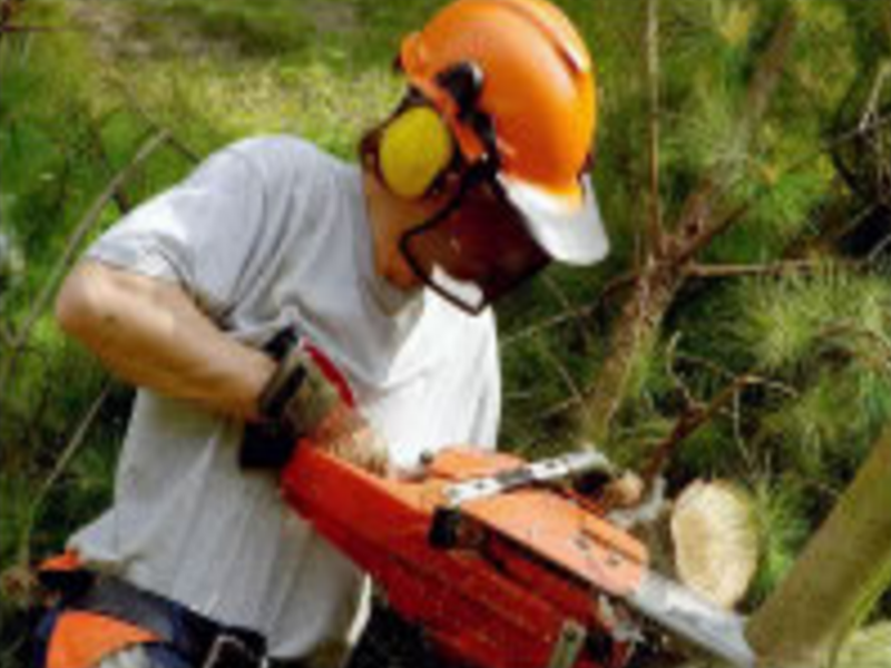 Ornamental Tree Pruning - Elite Tree Service
