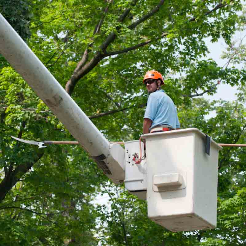 Tree Removal, Trimming, Stump Grinding Services Portland OR | Tree ...